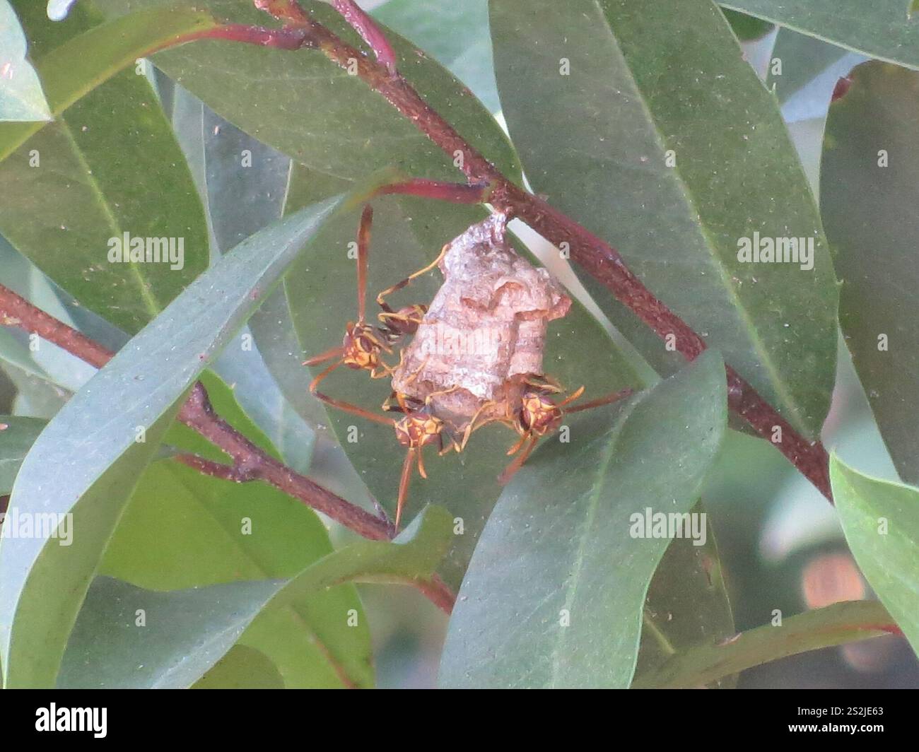 (Mischocyttarus mexicanus cubicola Stock Photo - Alamy