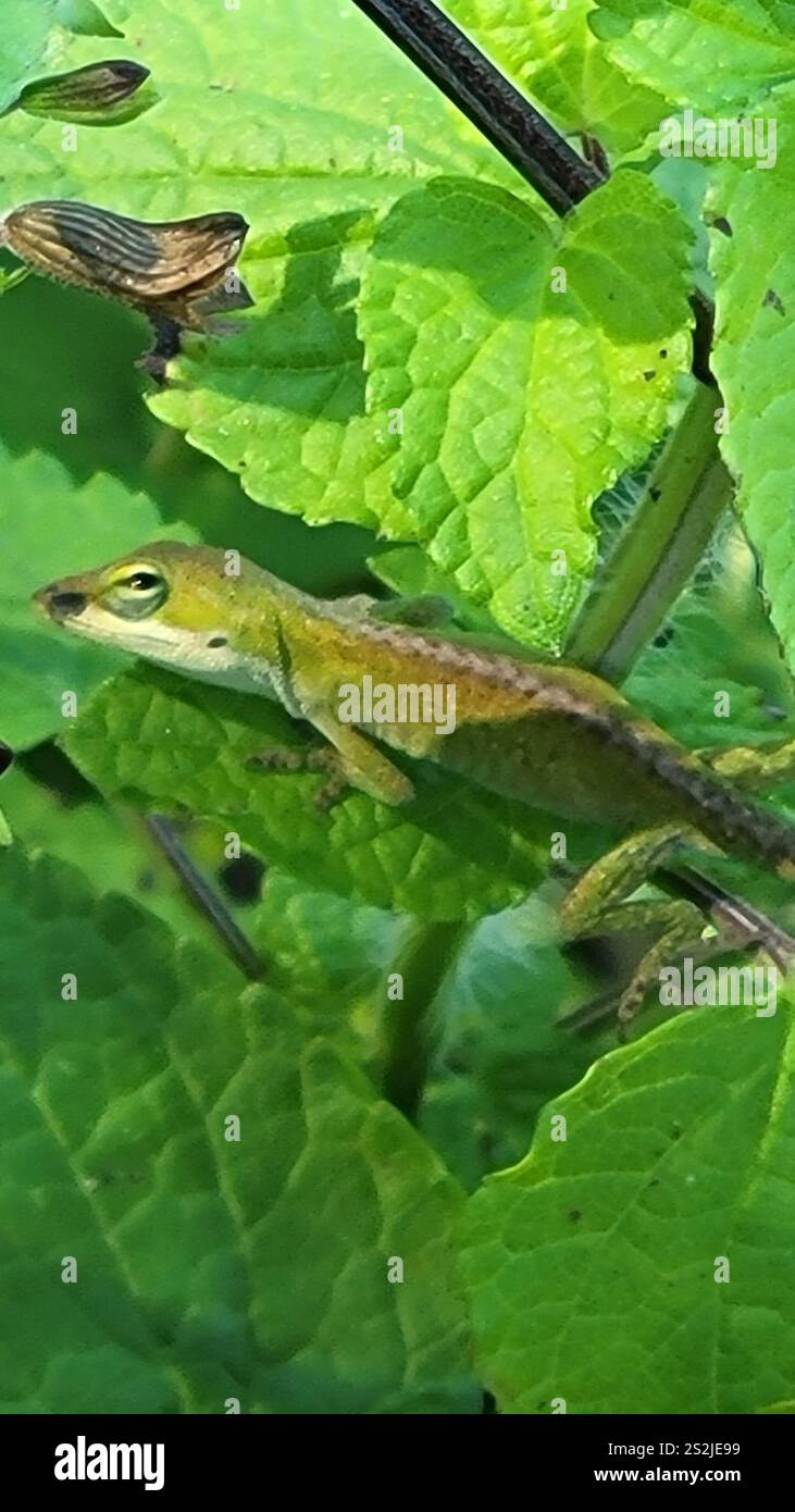 Green Anole (Anolis carolinensis Stock Photo - Alamy