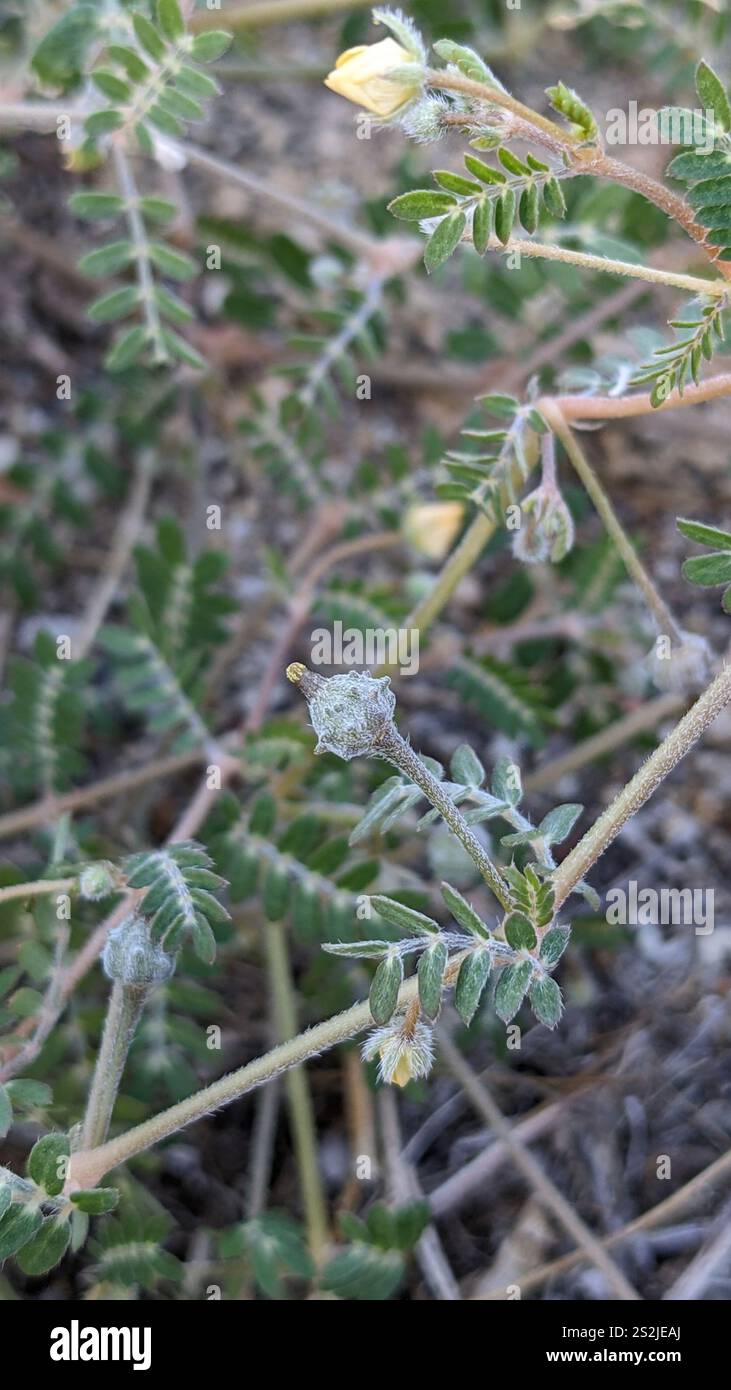 California caltrop (Kallstroemia californica Stock Photo - Alamy
