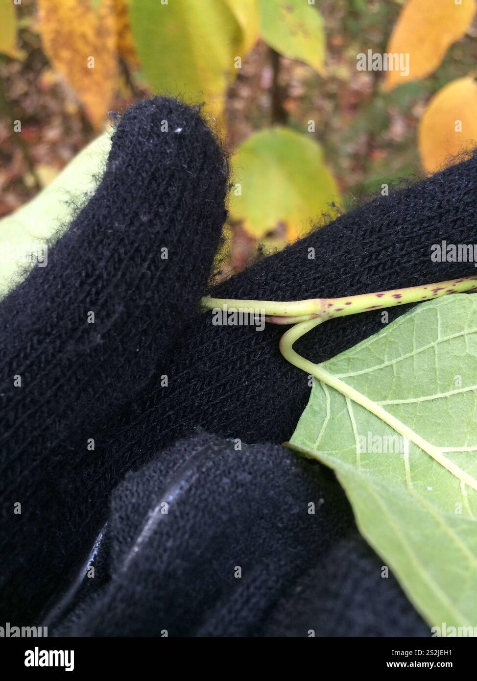 Round-leaved Dogwood (Cornus rugosa Stock Photo - Alamy