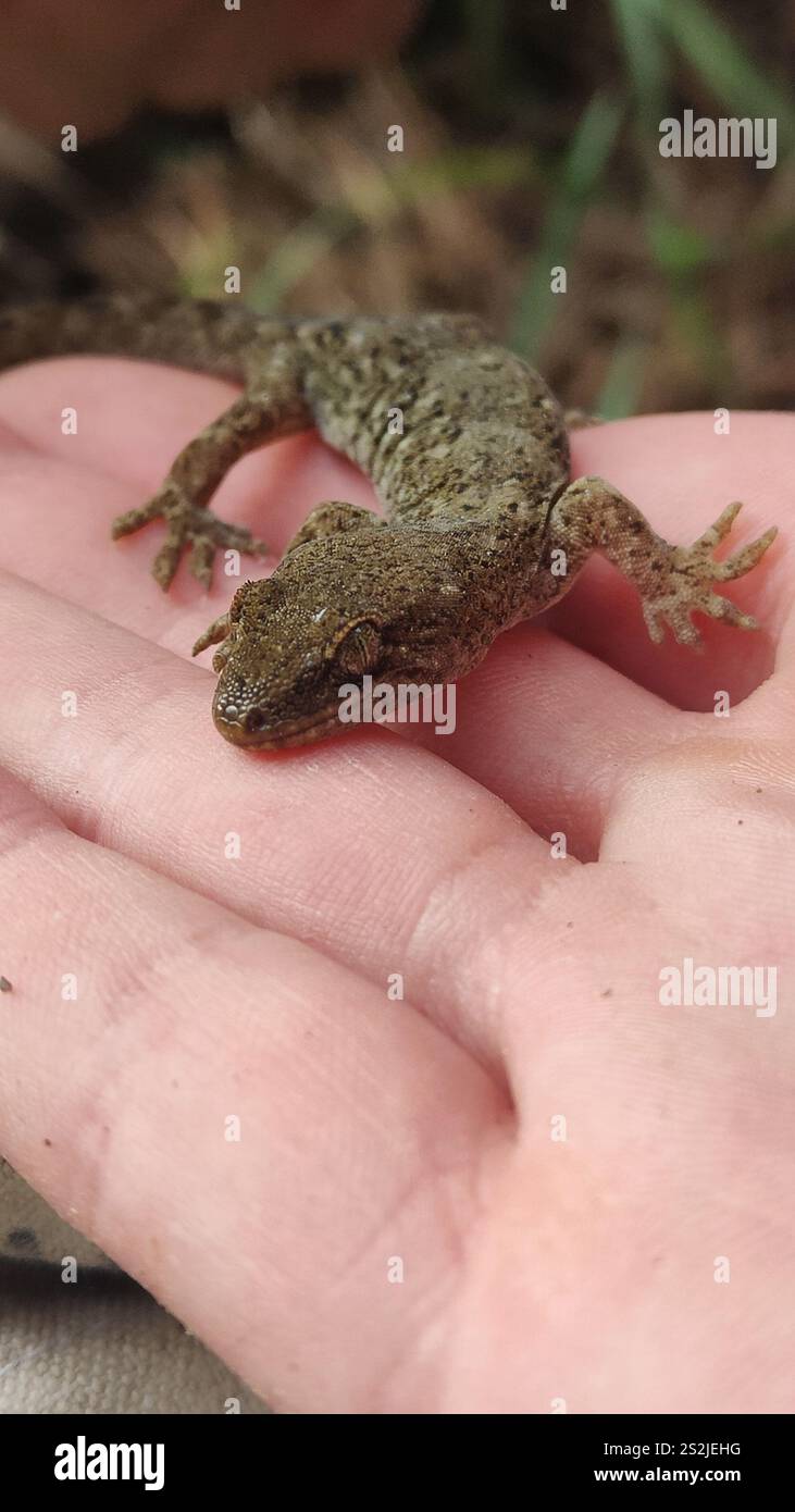 Waitaha Gecko (Woodworthia brunnea Stock Photo - Alamy