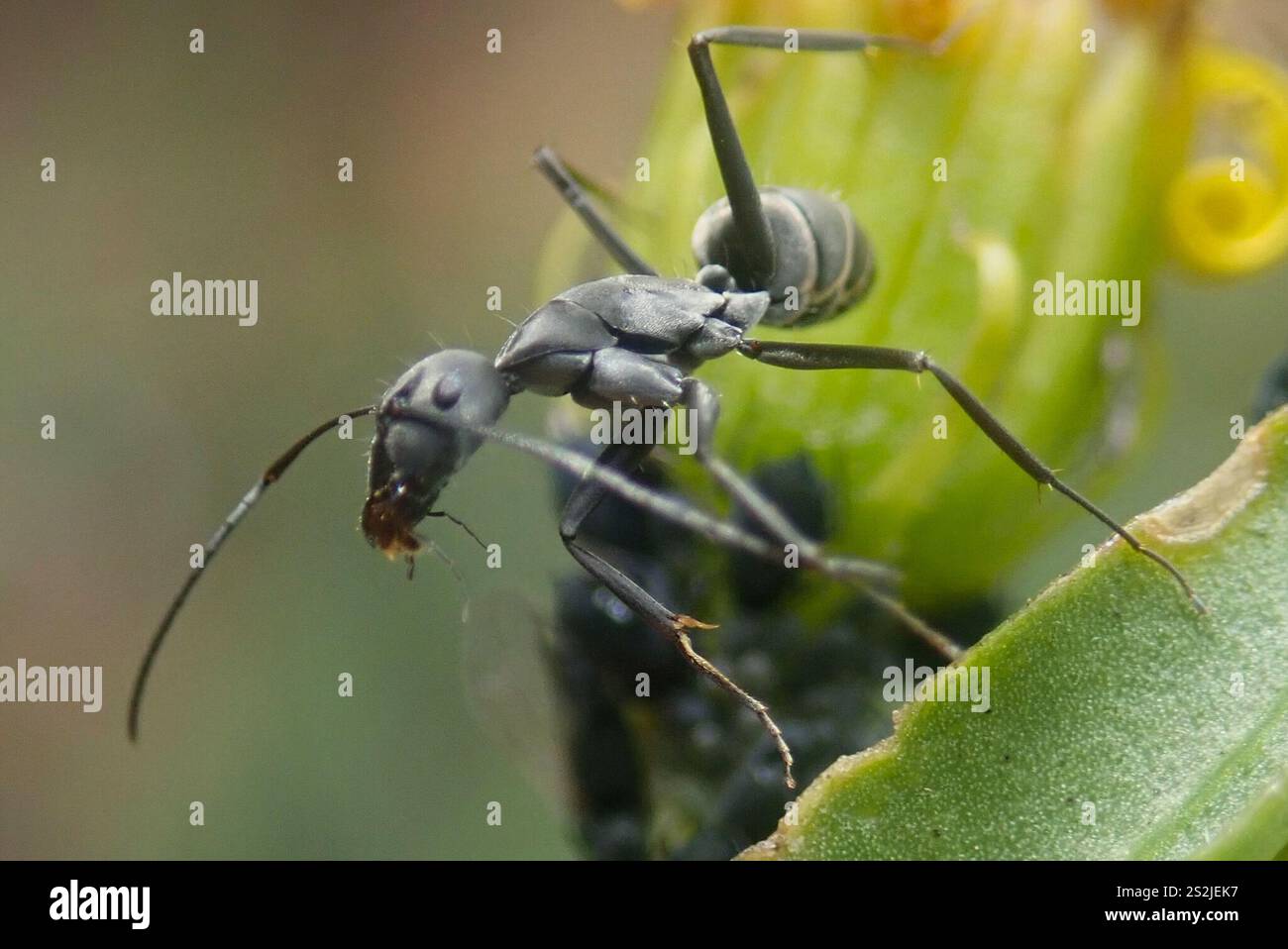 Long legged ant hi-res stock photography and images - Alamy