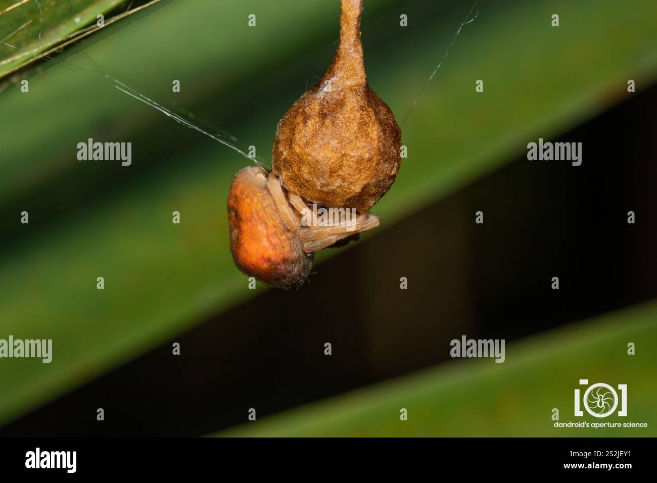 American Bolas Spiders (Mastophora Stock Photo - Alamy