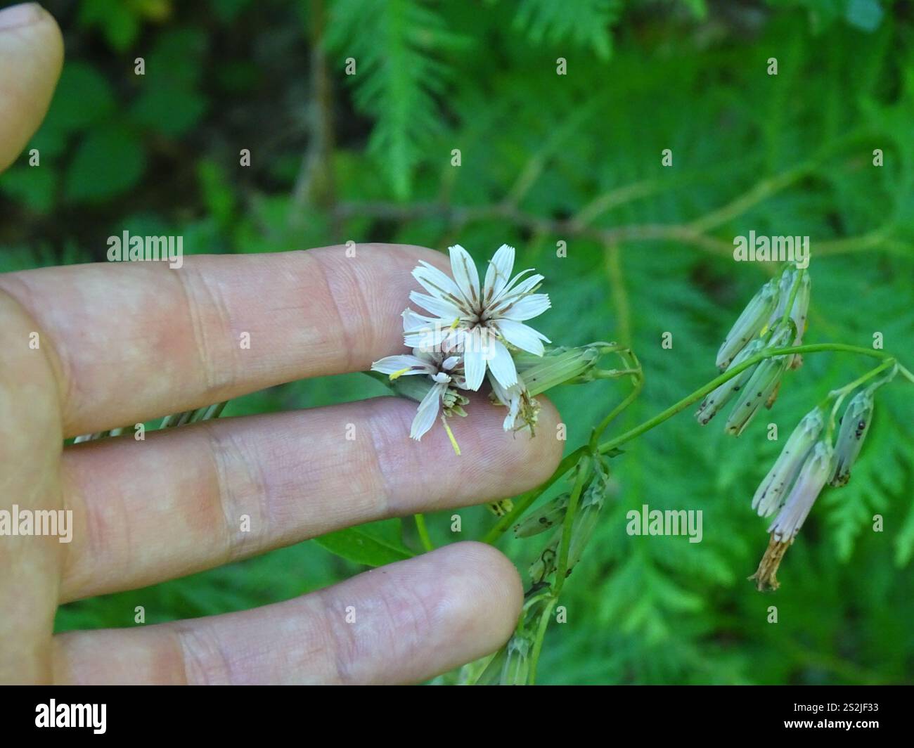 white rattlesnake root (Nabalus albus Stock Photo - Alamy