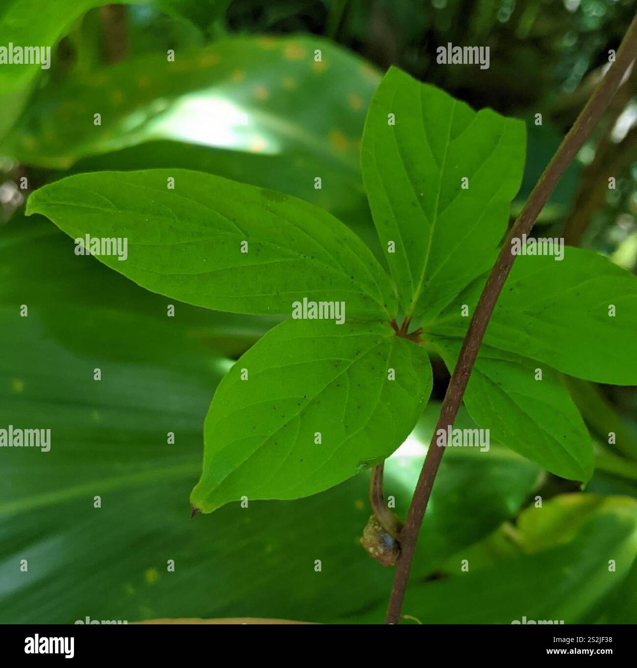 Fiveleaf Yam (Dioscorea pentaphylla Stock Photo - Alamy