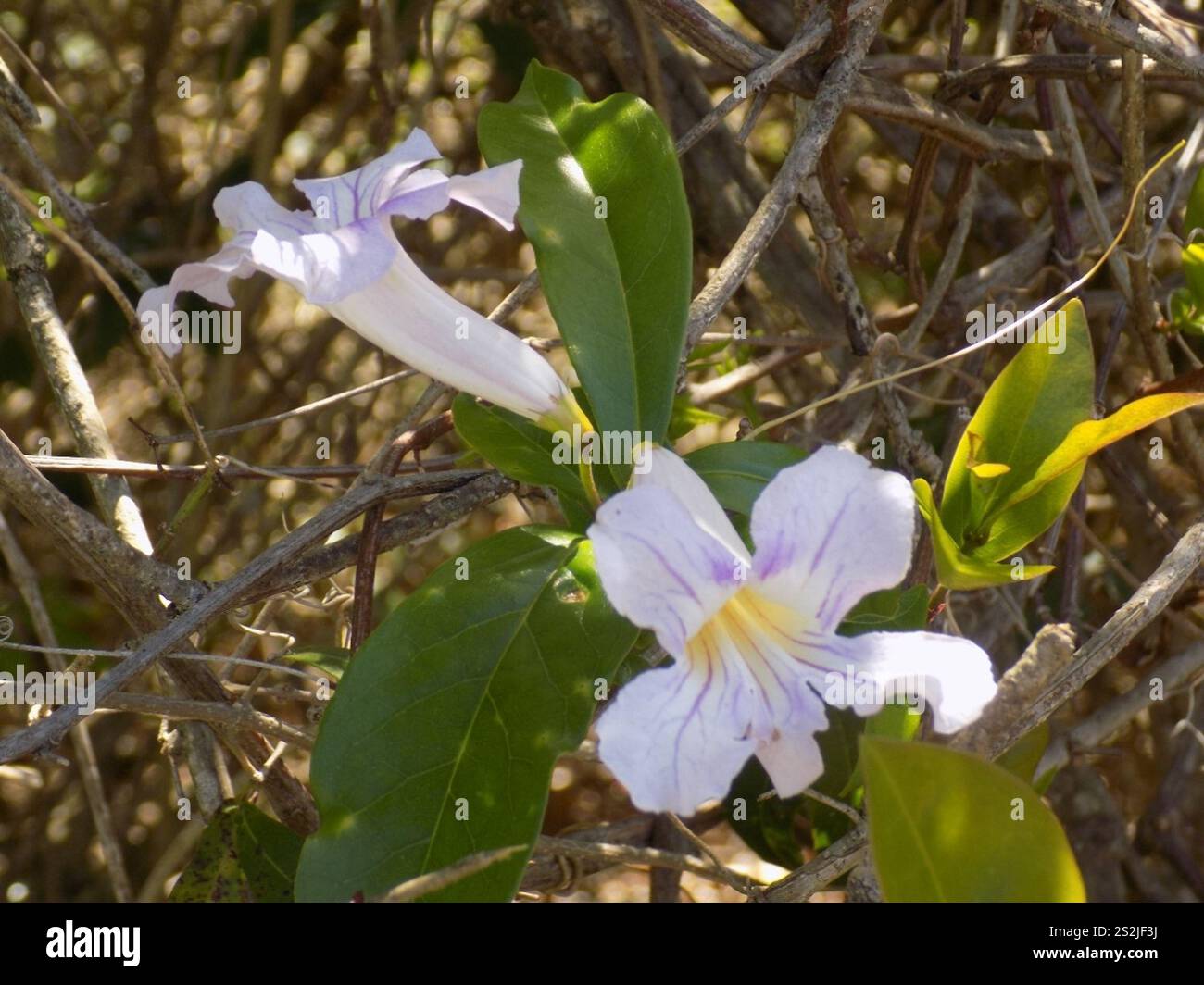 lavender trumpet vine (Bignonia callistegioides Stock Photo - Alamy