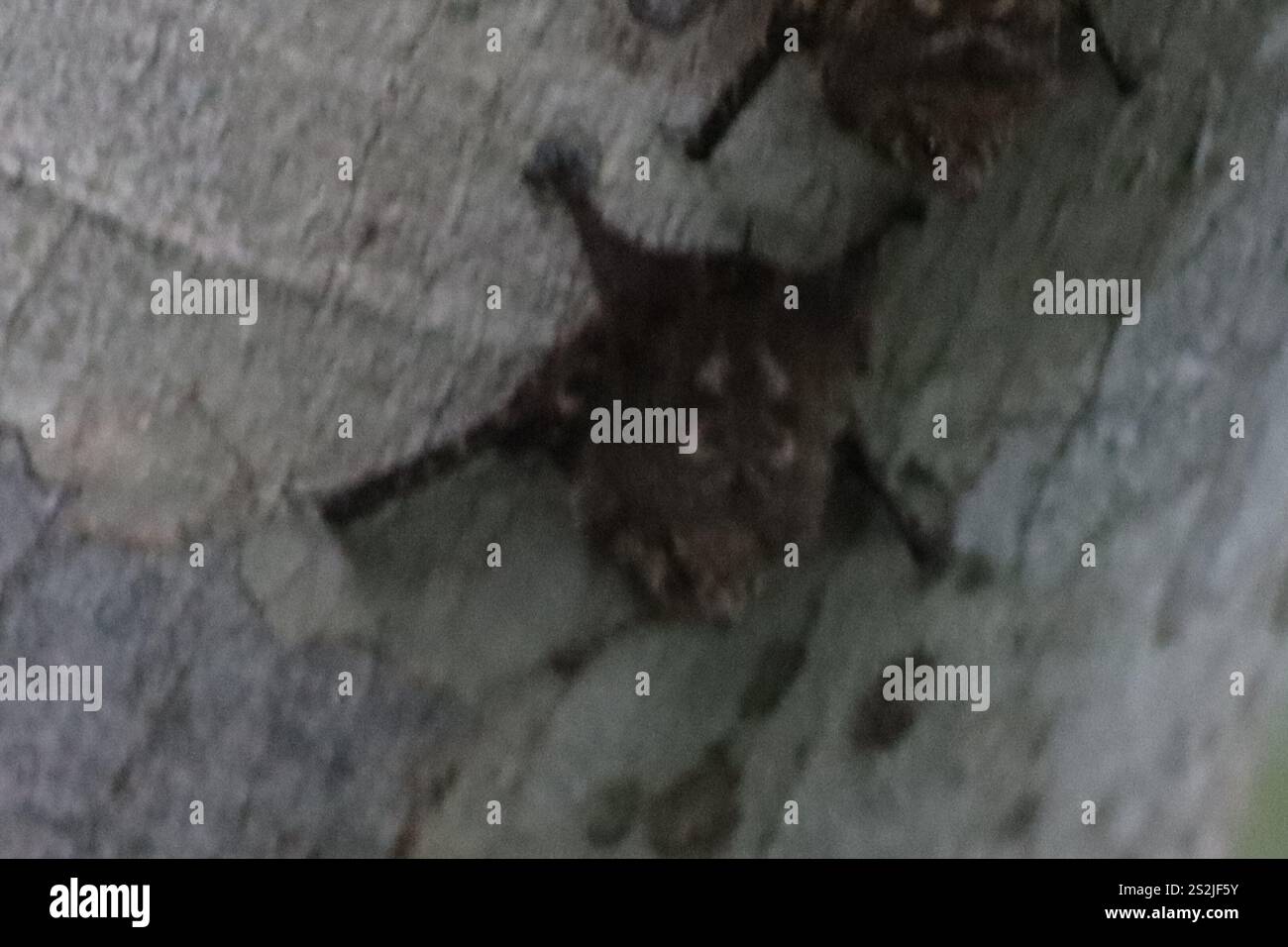 Proboscis Bat (Rhynchonycteris naso Stock Photo - Alamy