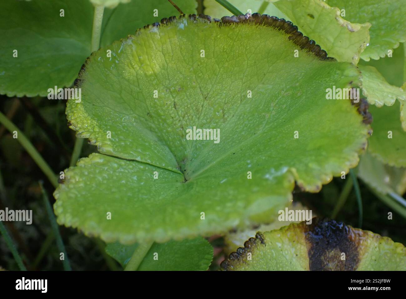 Deer-cabbage (Nephrophyllidium crista-galli Stock Photo - Alamy