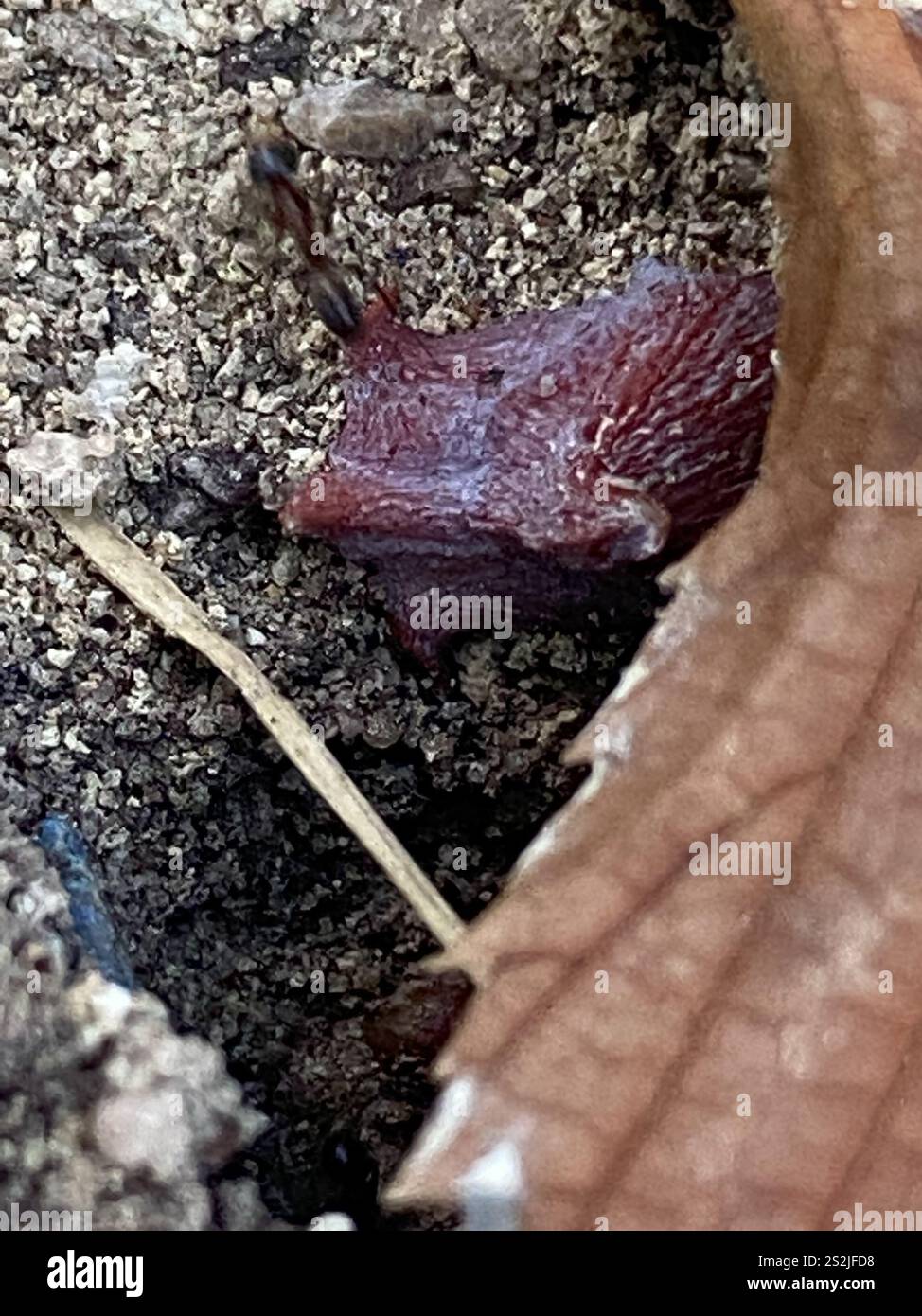 Yellow Pyramid Ant (Dorymyrmex flavus Stock Photo - Alamy