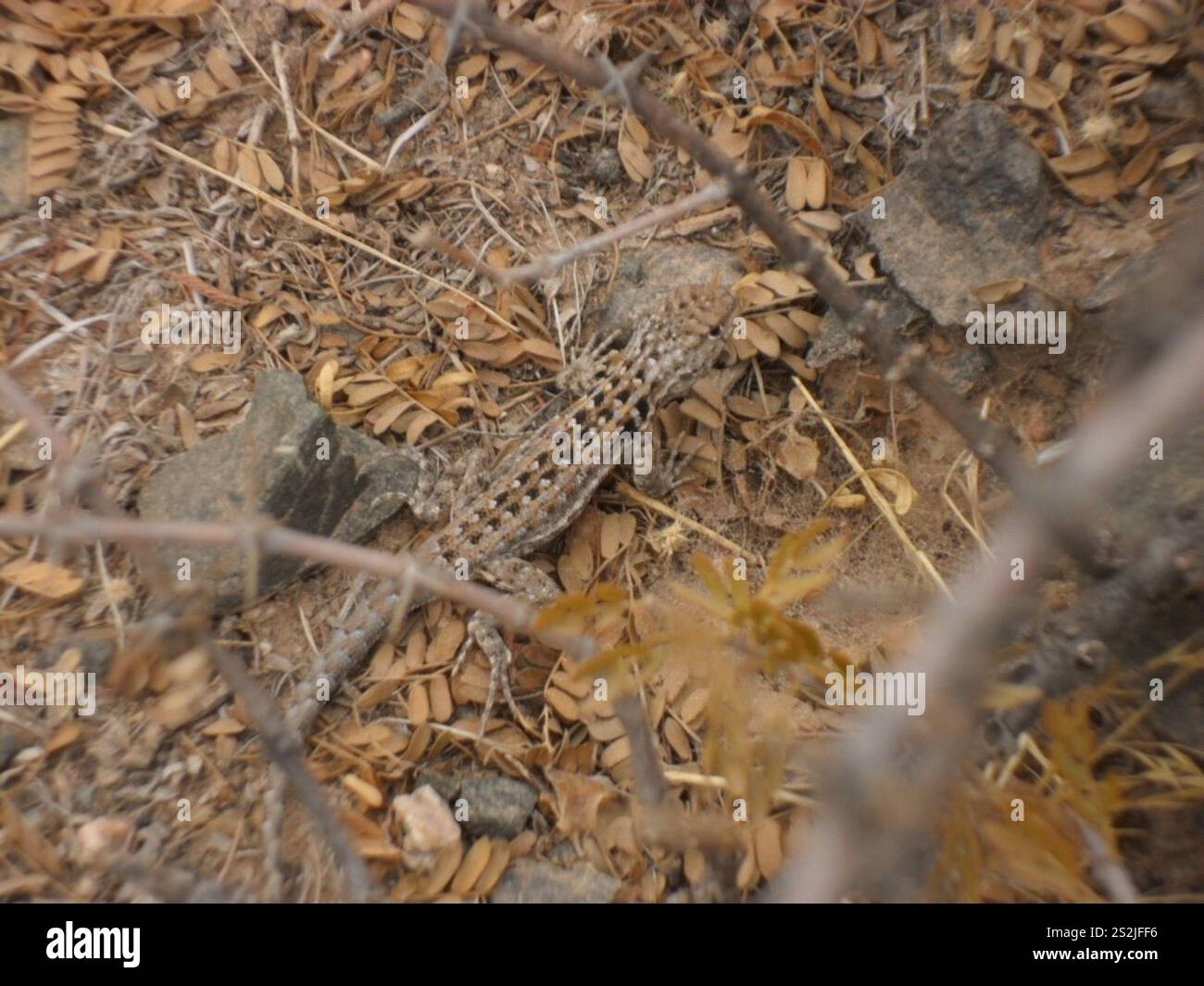 Bahia Blanca Smooth-throated Lizard (Liolaemus darwinii Stock Photo - Alamy