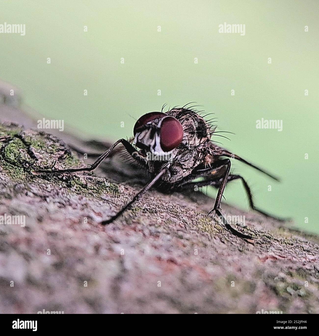 Root-maggot Flies (Anthomyiidae Stock Photo - Alamy