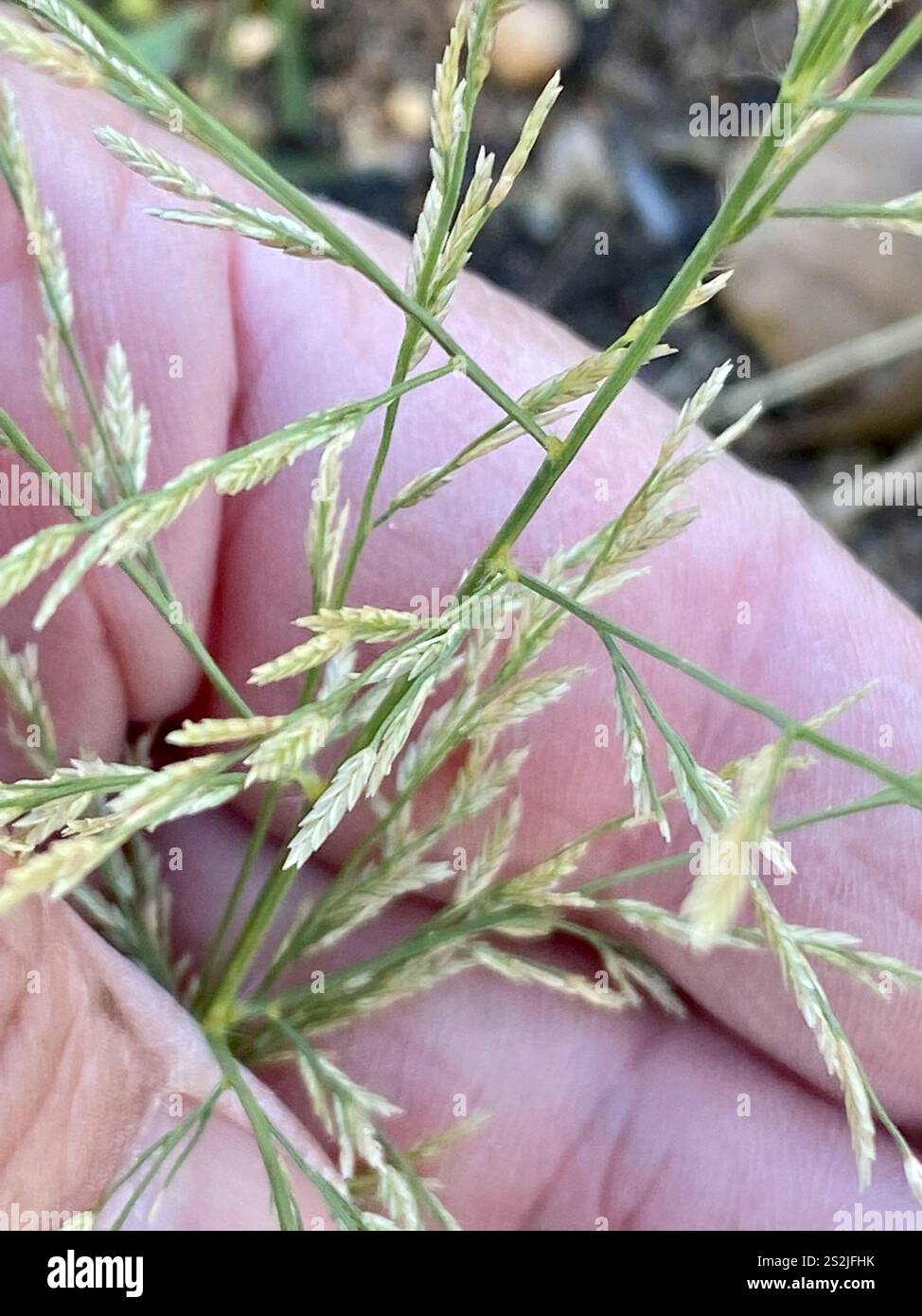 Gummy Lovegrass (Eragrostis curtipedicellata Stock Photo - Alamy