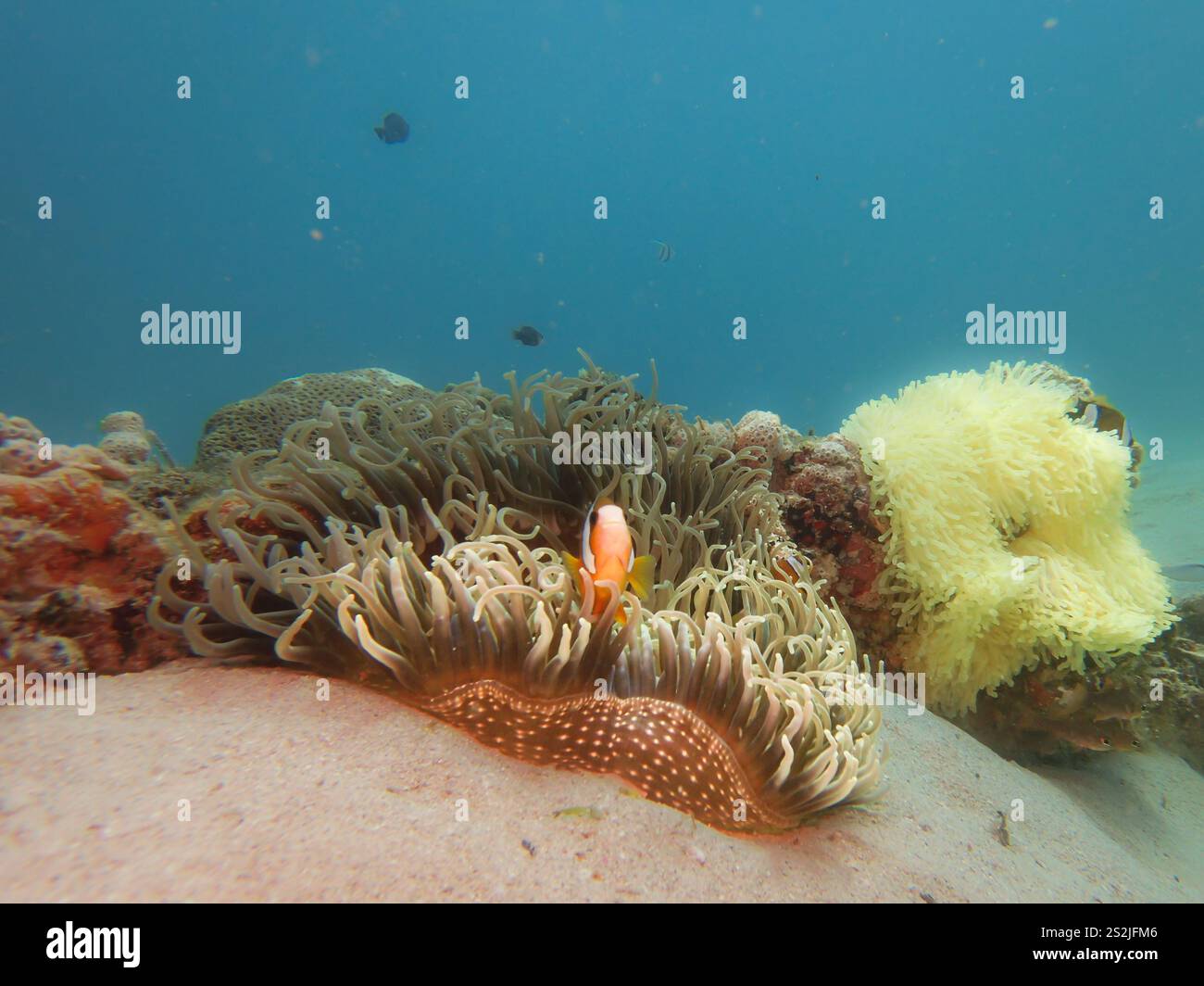 Clownfish is peaking out from its home in a stinging sea anemone ...