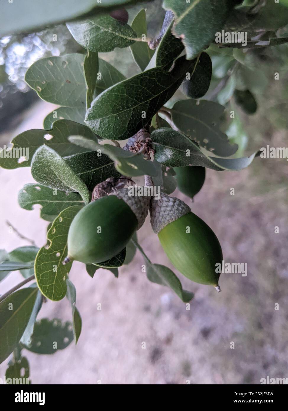 Texas live oak (Quercus fusiformis Stock Photo - Alamy