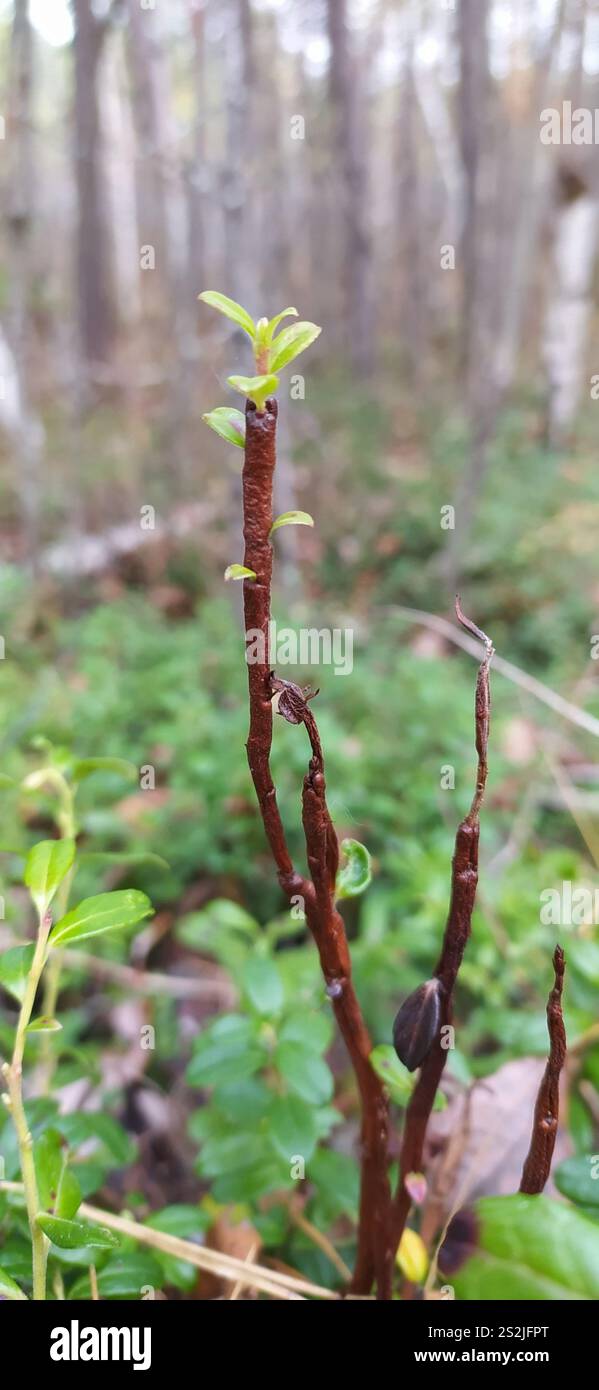 Huckleberry Broom Rust Fungus (Calyptospora columnaris Stock Photo - Alamy