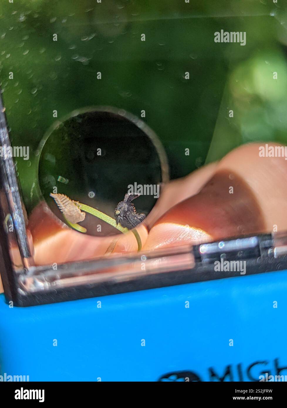 Typical Treehoppers (Membracidae Stock Photo - Alamy