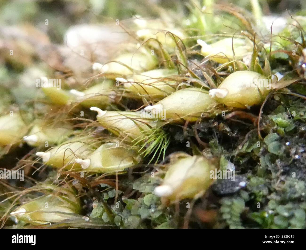 Powder Gun Moss (Diphyscium foliosum Stock Photo - Alamy