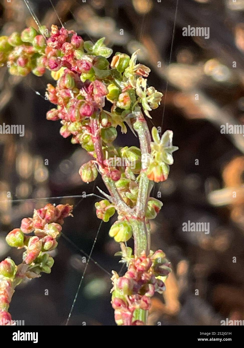 knotweed family (Polygonaceae Stock Photo - Alamy