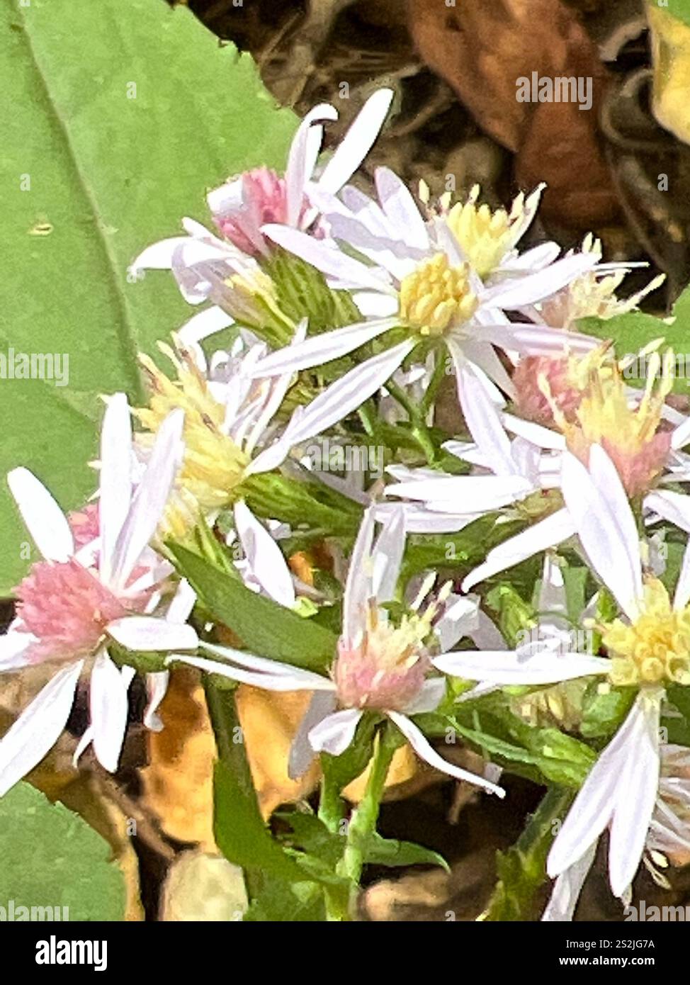 Common Blue Wood Aster (Symphyotrichum cordifolium Stock Photo - Alamy