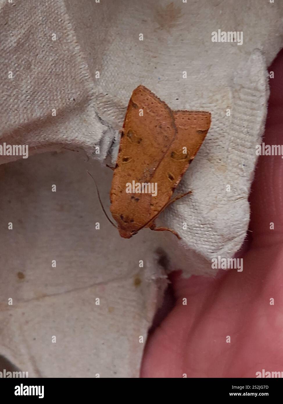 Beaded Chestnut (Agrochola lychnidis Stock Photo - Alamy