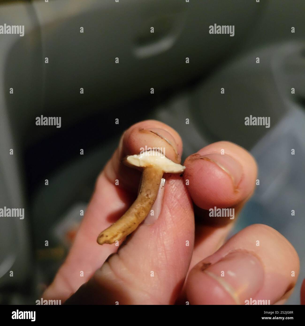 Velvety Milk Cap (Lactarius fallax Stock Photo - Alamy