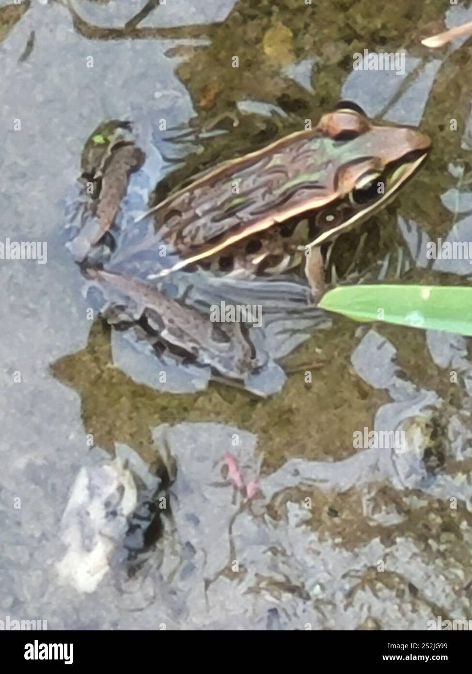 Southern Leopard Frog (Lithobates sphenocephalus Stock Photo - Alamy