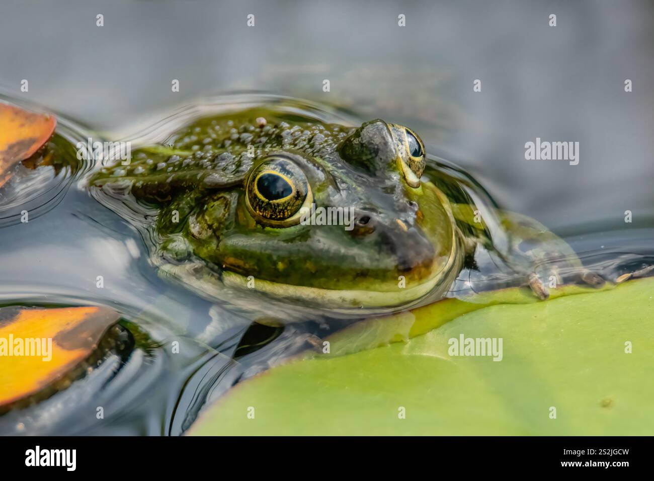 Pond frog in the lake Stock Photo - Alamy