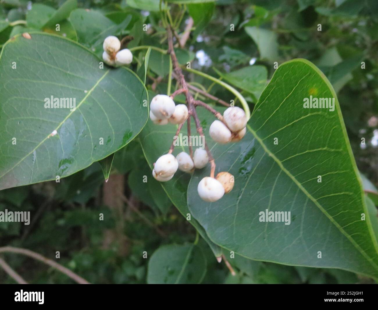 Chinese Tallow (Triadica sebifera Stock Photo - Alamy
