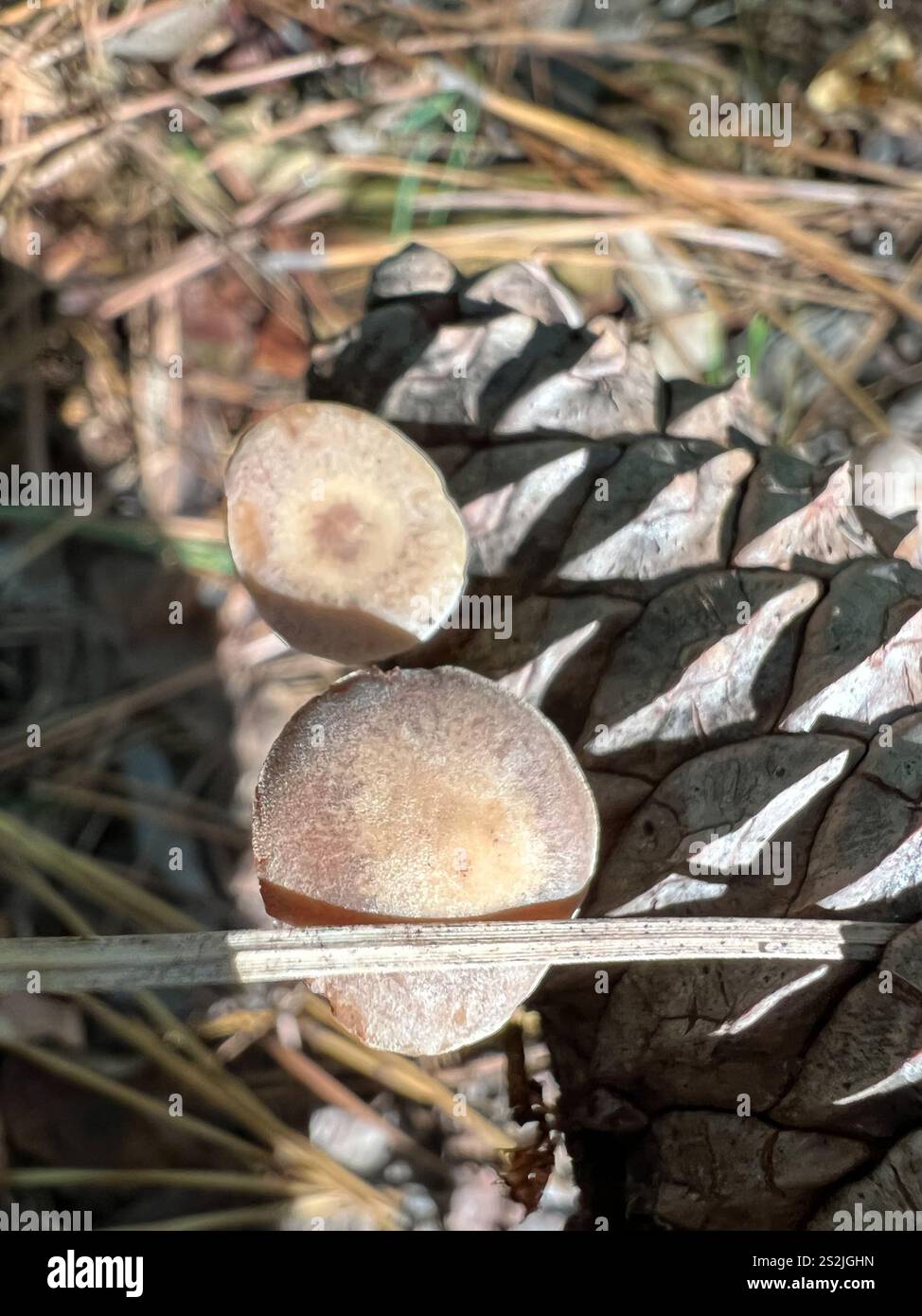 Conifercone Cap (Baeospora myosura Stock Photo - Alamy
