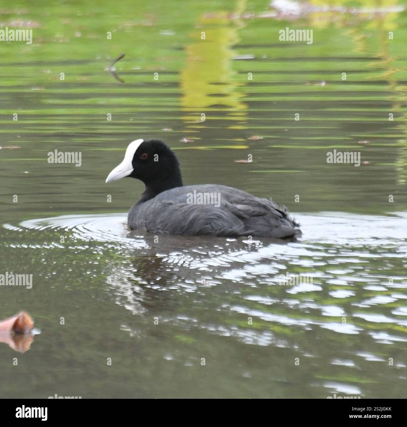 Hawaiian Coot (Fulica alai Stock Photo - Alamy