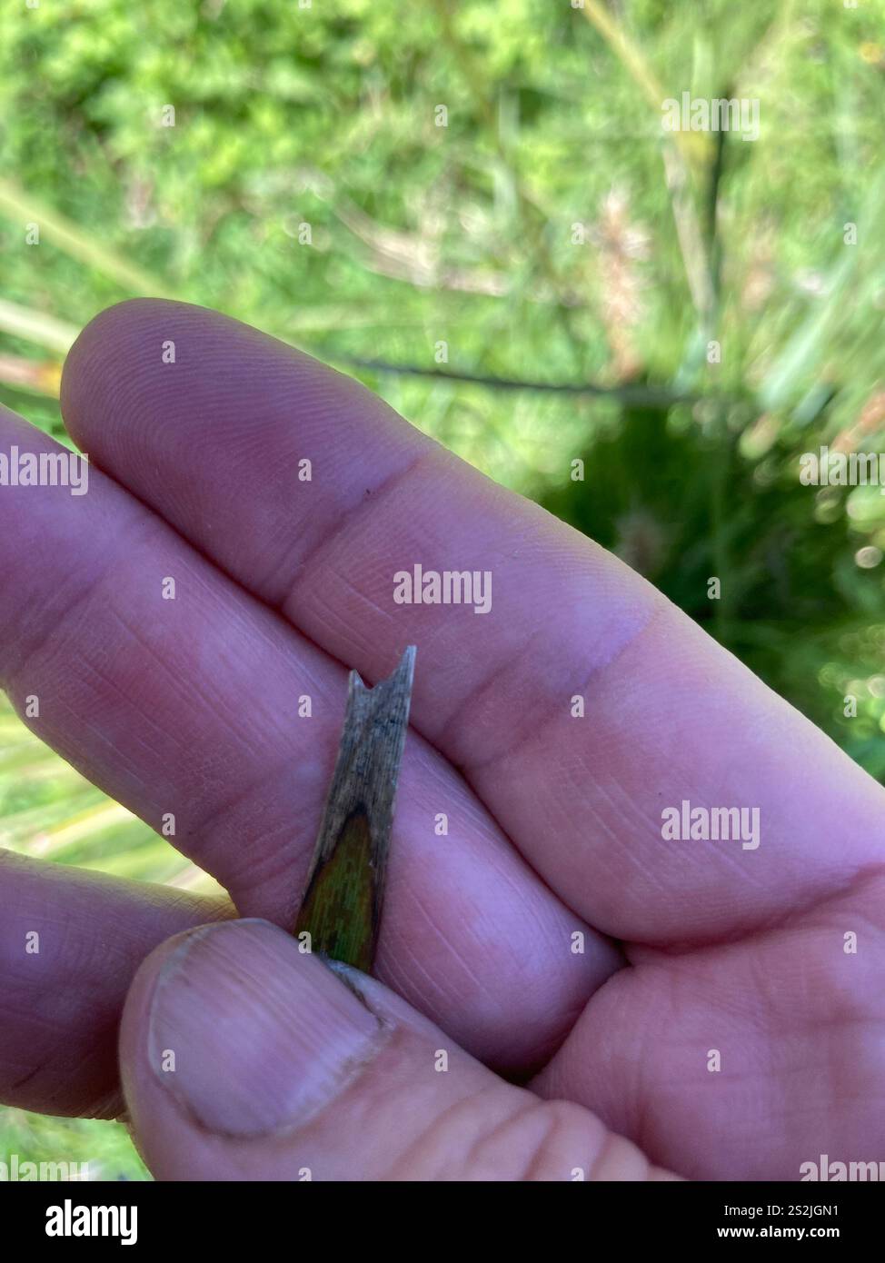 Spiny-headed Mat-rush (Lomandra longifolia Stock Photo - Alamy