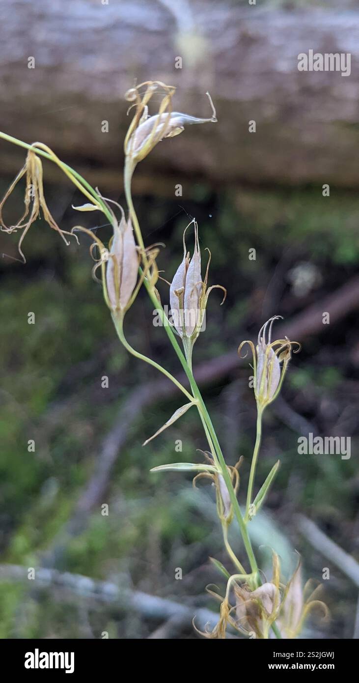 bronze-bells (Anticlea occidentalis Stock Photo - Alamy