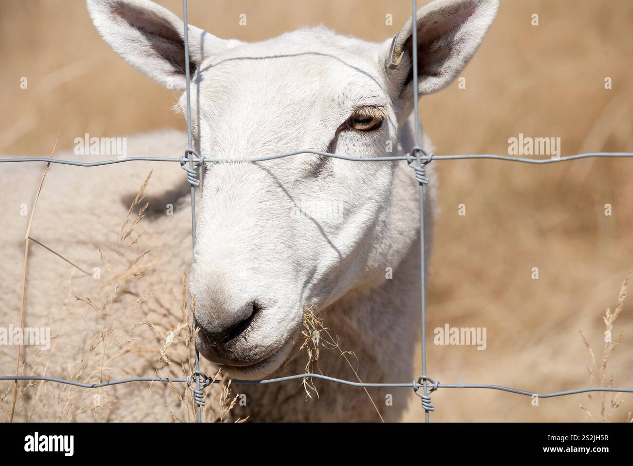Lambs sheep on farm close hi-res stock photography and images - Alamy