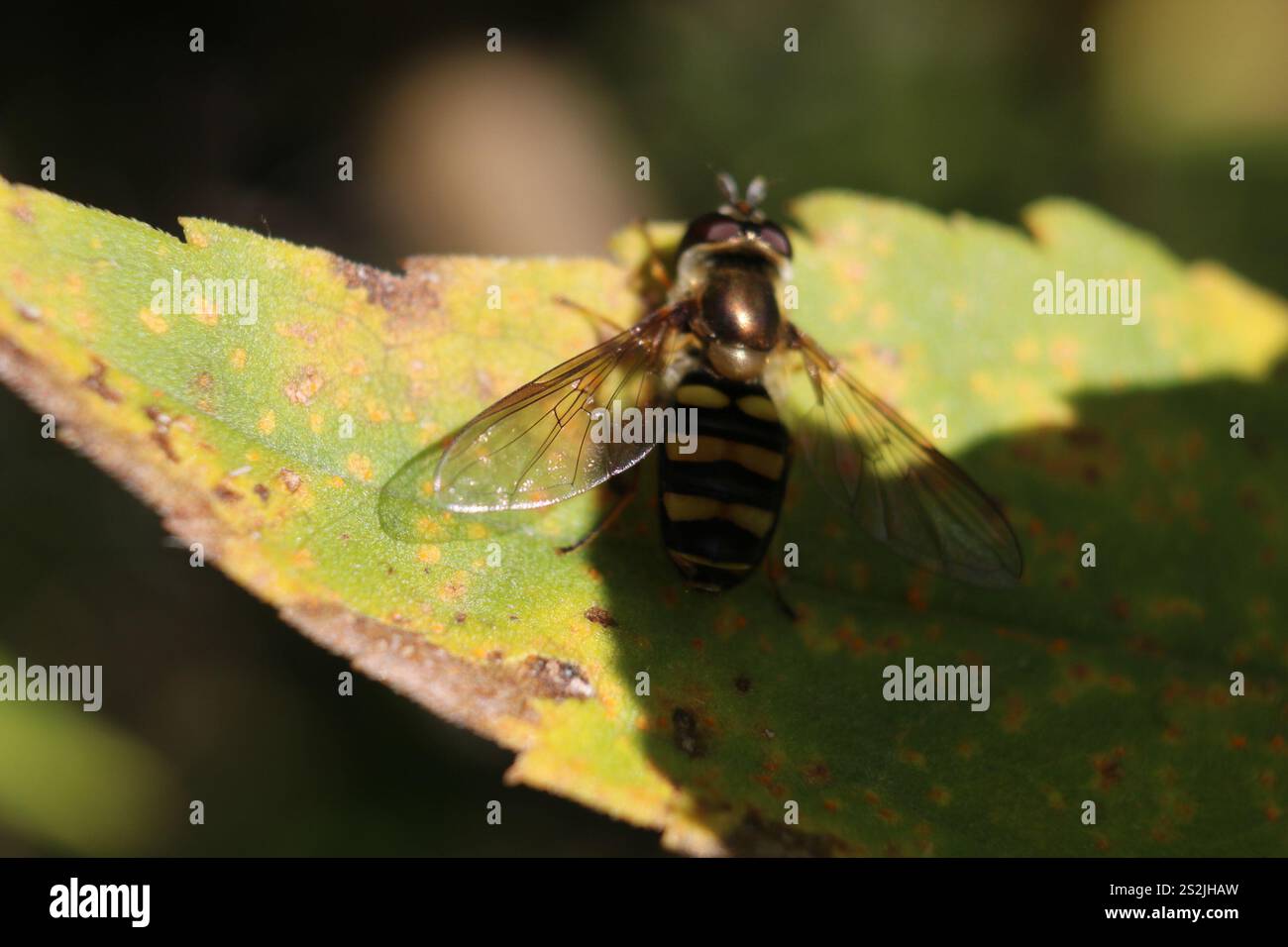 Long-tailed Aphideater Complex (Eupeodes americanus Stock Photo - Alamy