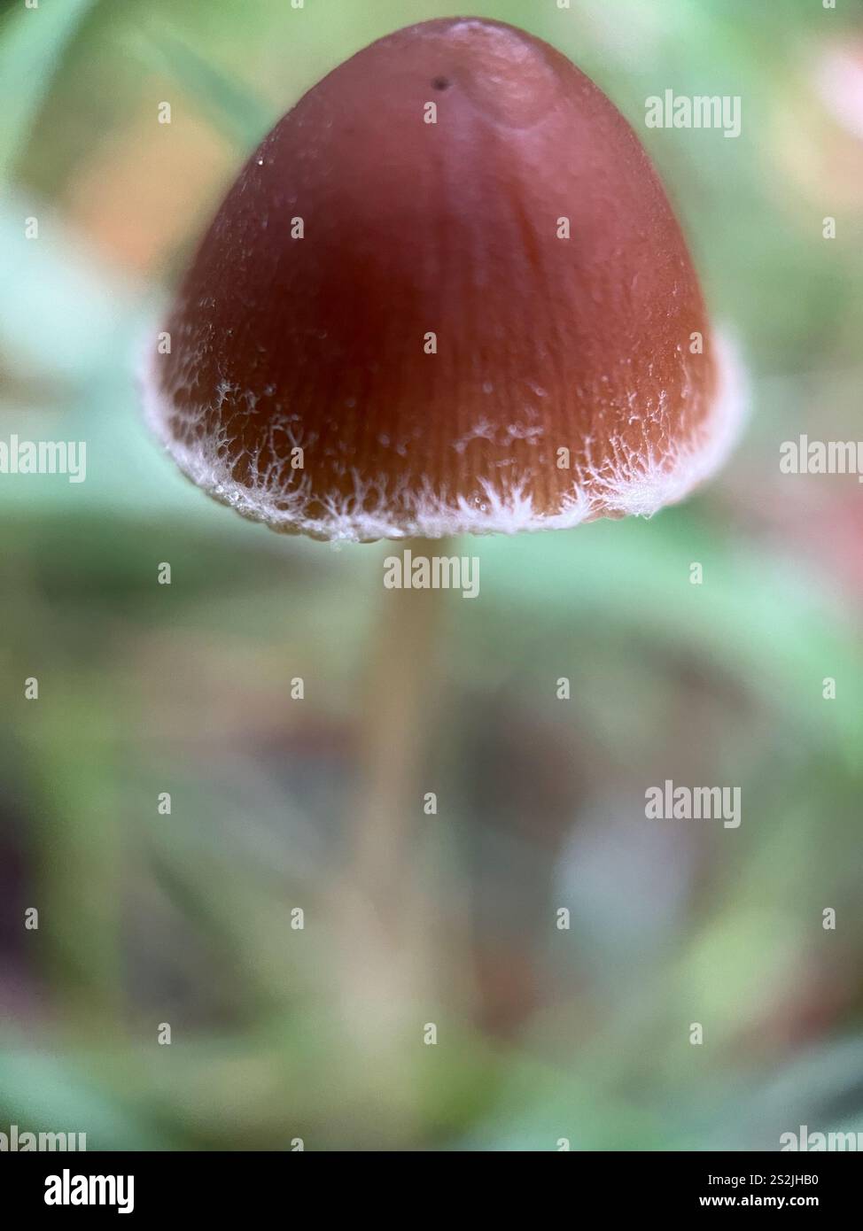 red edge brittlestem (Psathyrella corrugis Stock Photo - Alamy