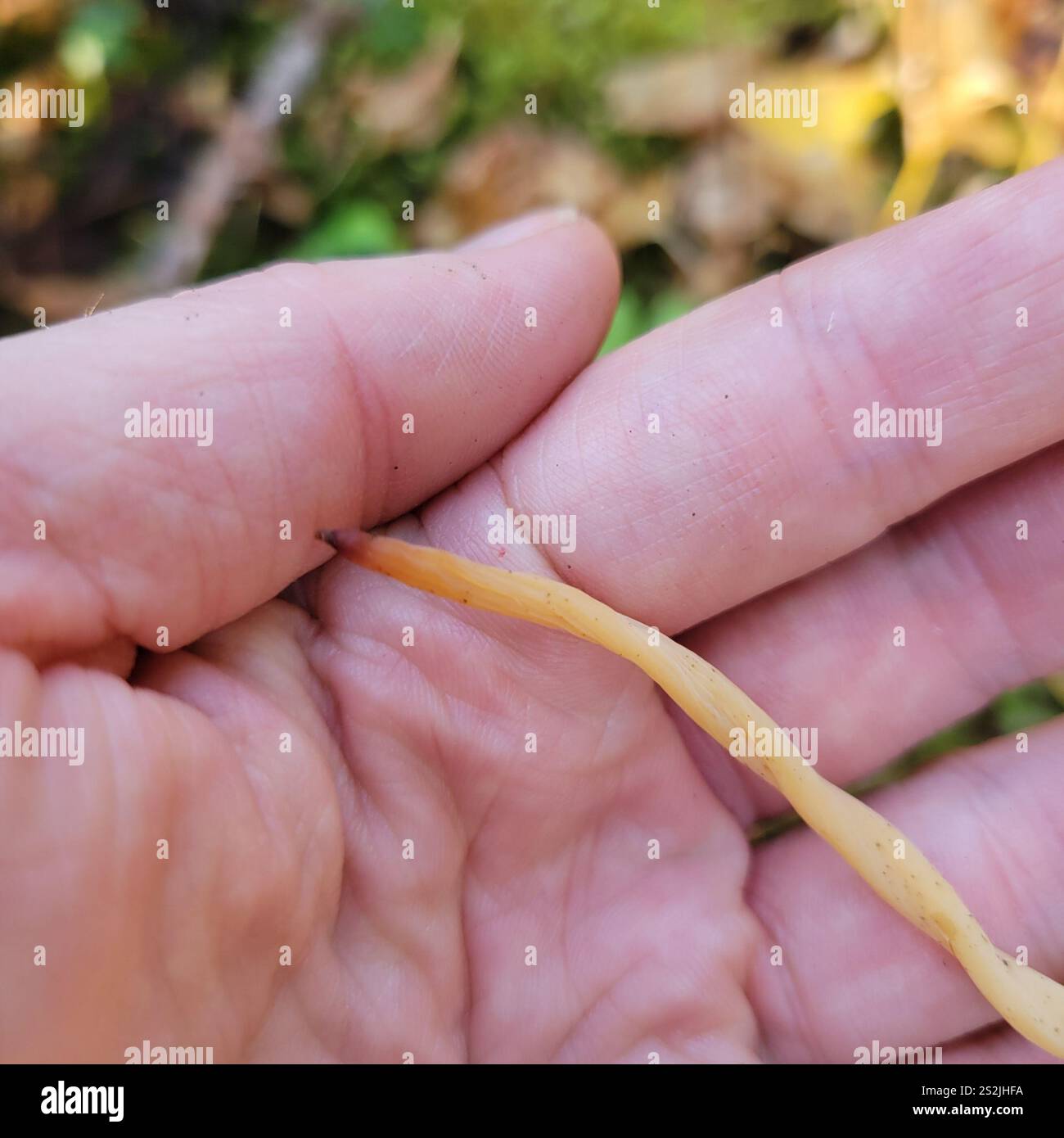 antler and spindle fungi (Clavariaceae Stock Photo - Alamy