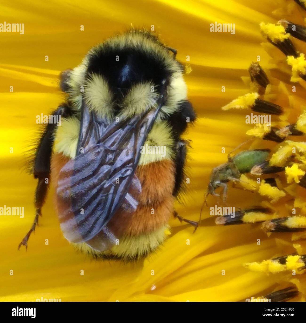 Tricolored Bumble Bee (Bombus ternarius Stock Photo - Alamy