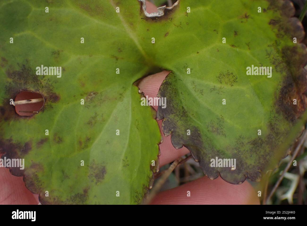 Deer-cabbage (Nephrophyllidium crista-galli Stock Photo - Alamy