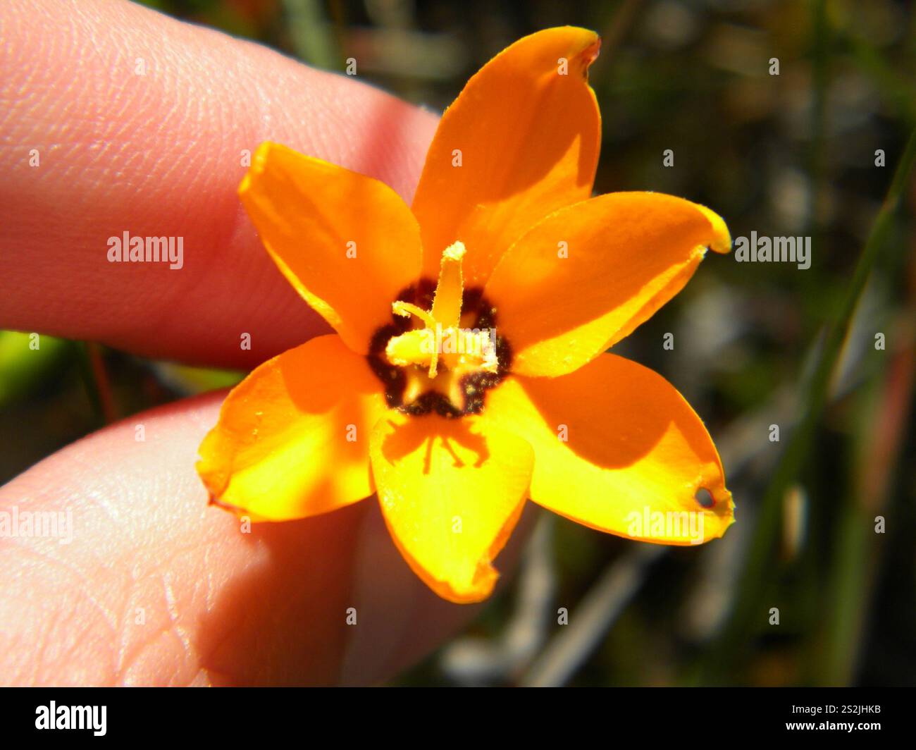 Ixia african lily hi-res stock photography and images - Alamy