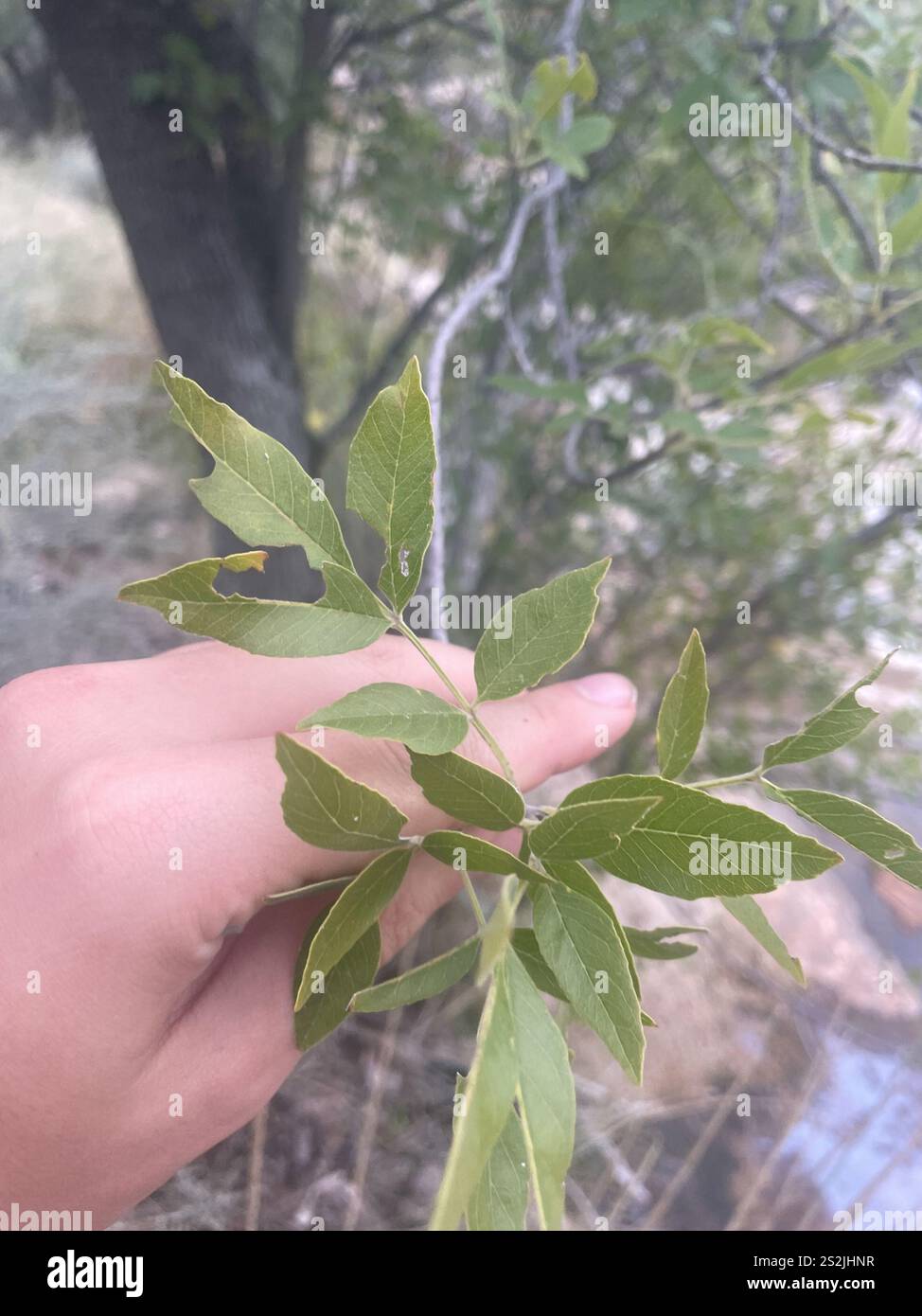 velvet ash (Fraxinus velutina Stock Photo - Alamy