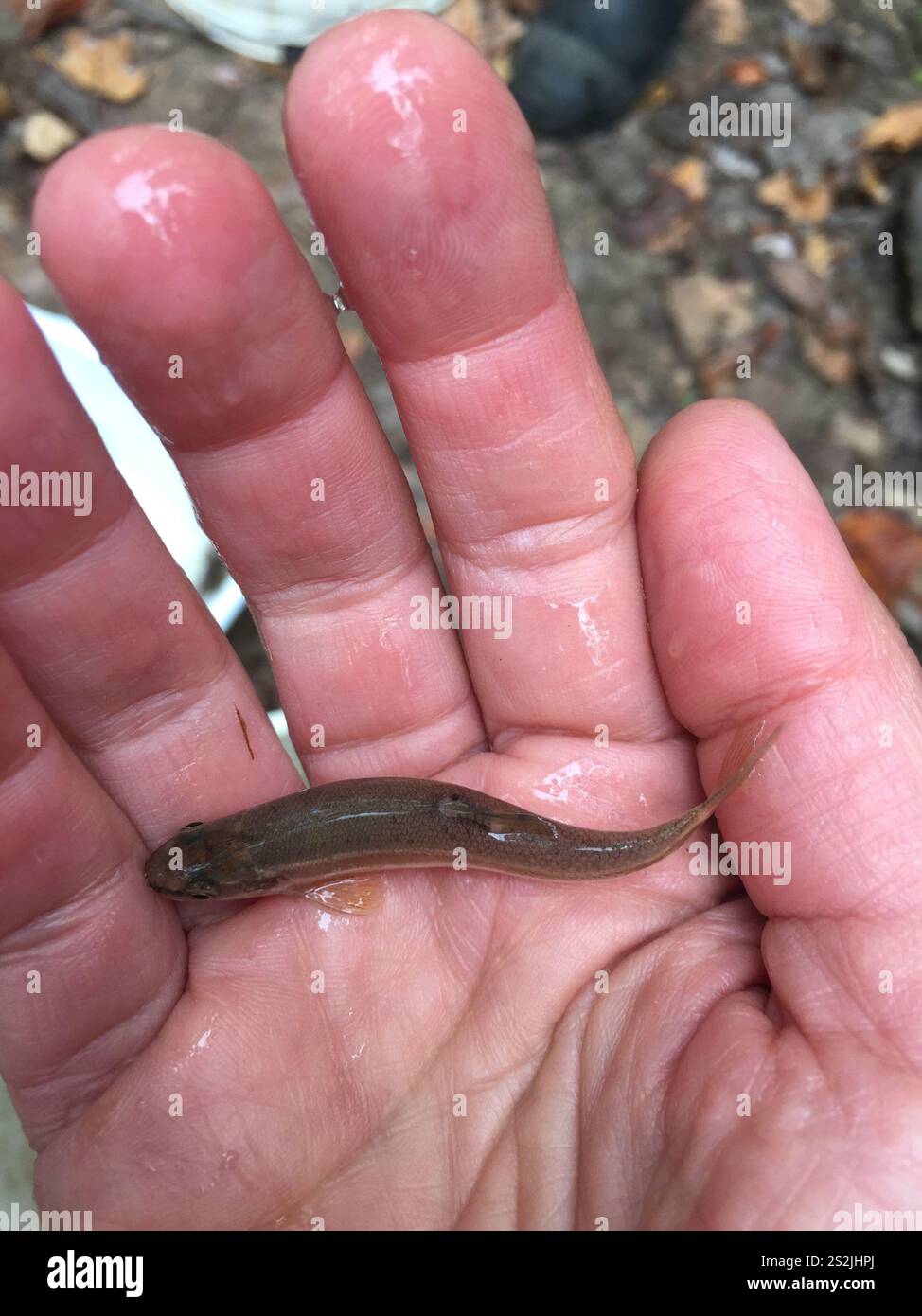 Eastern Blacknose Dace (Rhinichthys atratulus Stock Photo - Alamy