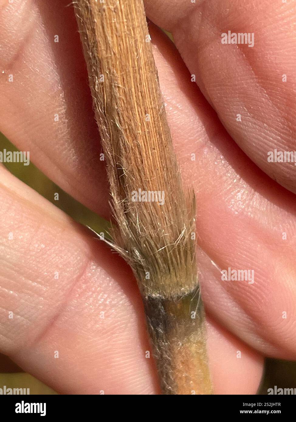 sugarcane plumegrass (Erianthus giganteus Stock Photo - Alamy