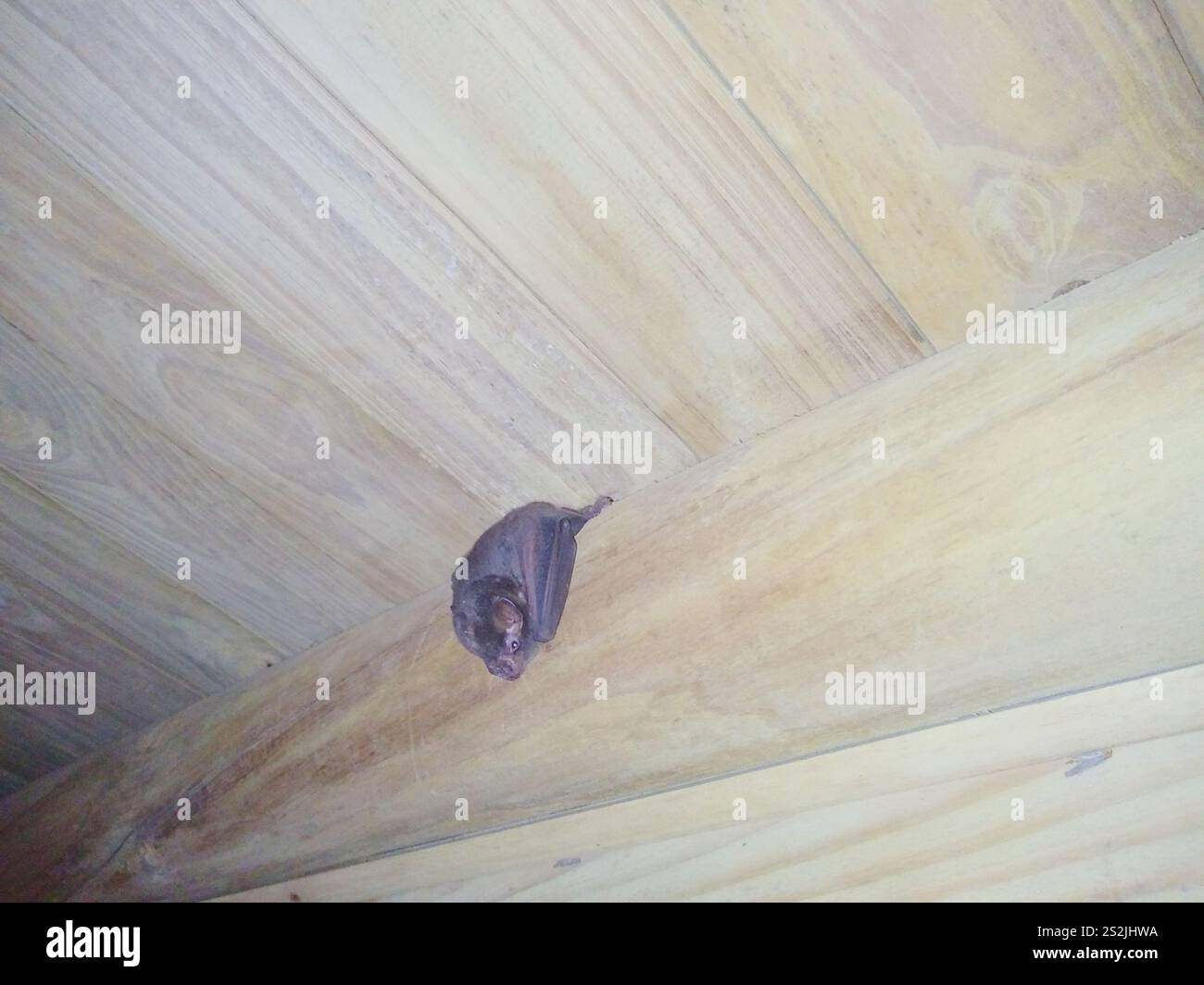 New World Leaf-nosed Bats (Phyllostomidae Stock Photo - Alamy