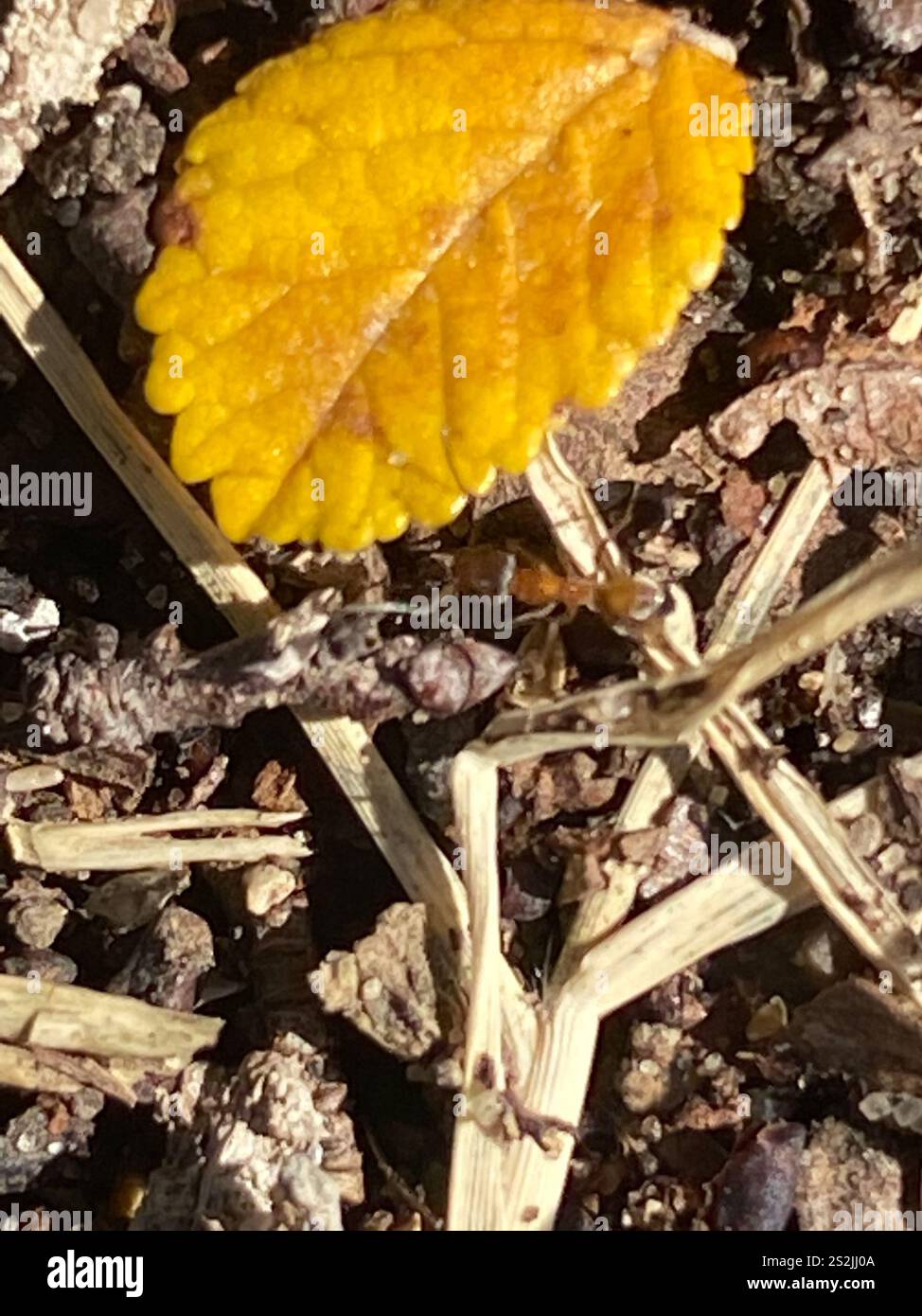 Yellow Pyramid Ant (Dorymyrmex flavus Stock Photo - Alamy