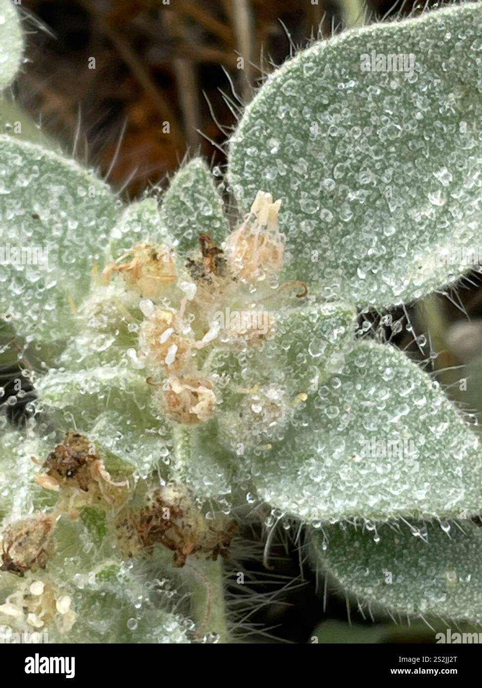 turkey mullein (Croton setiger Stock Photo - Alamy