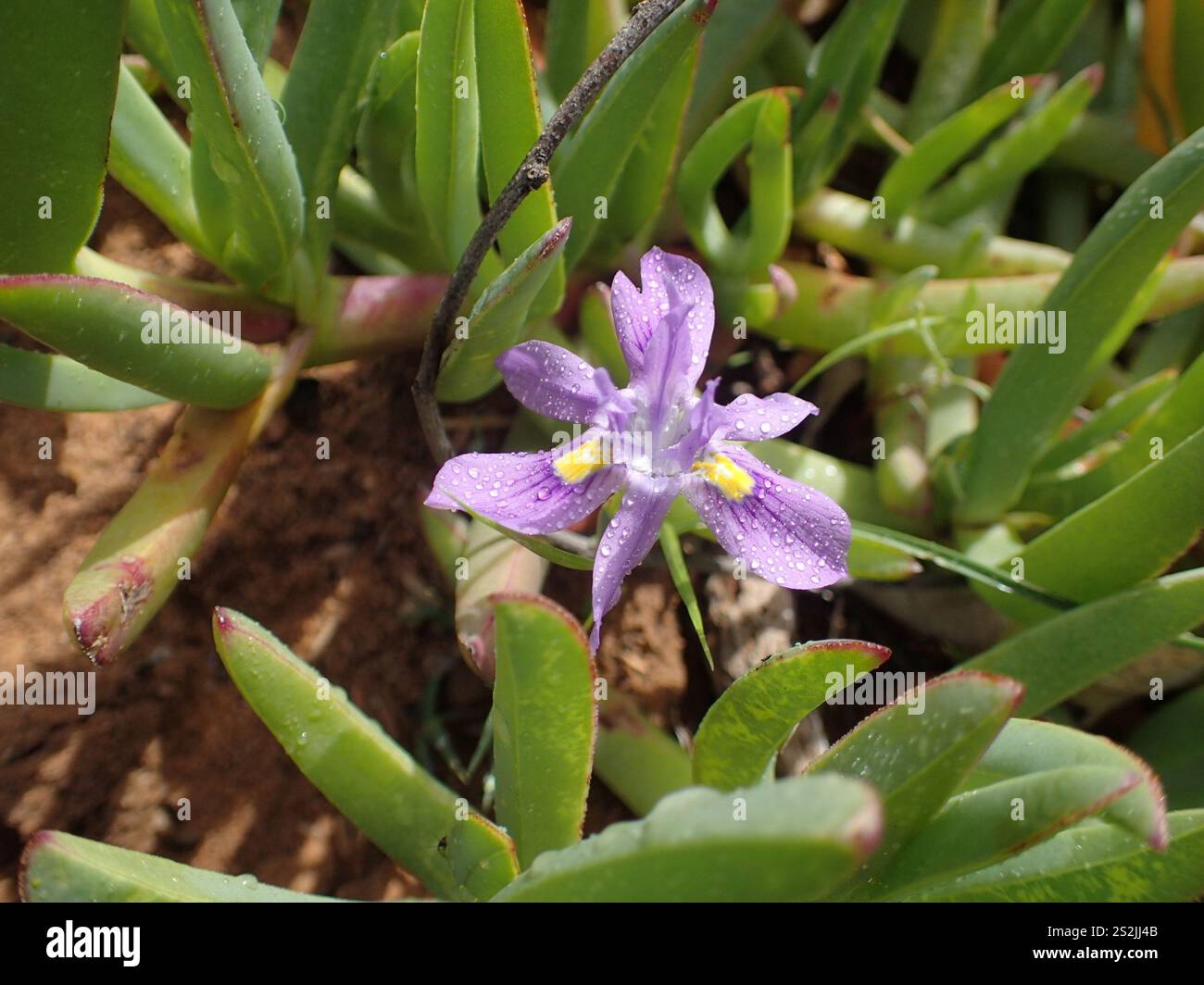 Bigseed Tulp (Moraea macrocarpa Stock Photo - Alamy