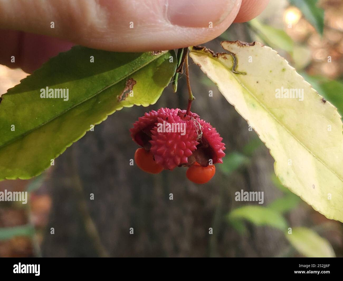 strawberry bush (Euonymus americanus Stock Photo - Alamy