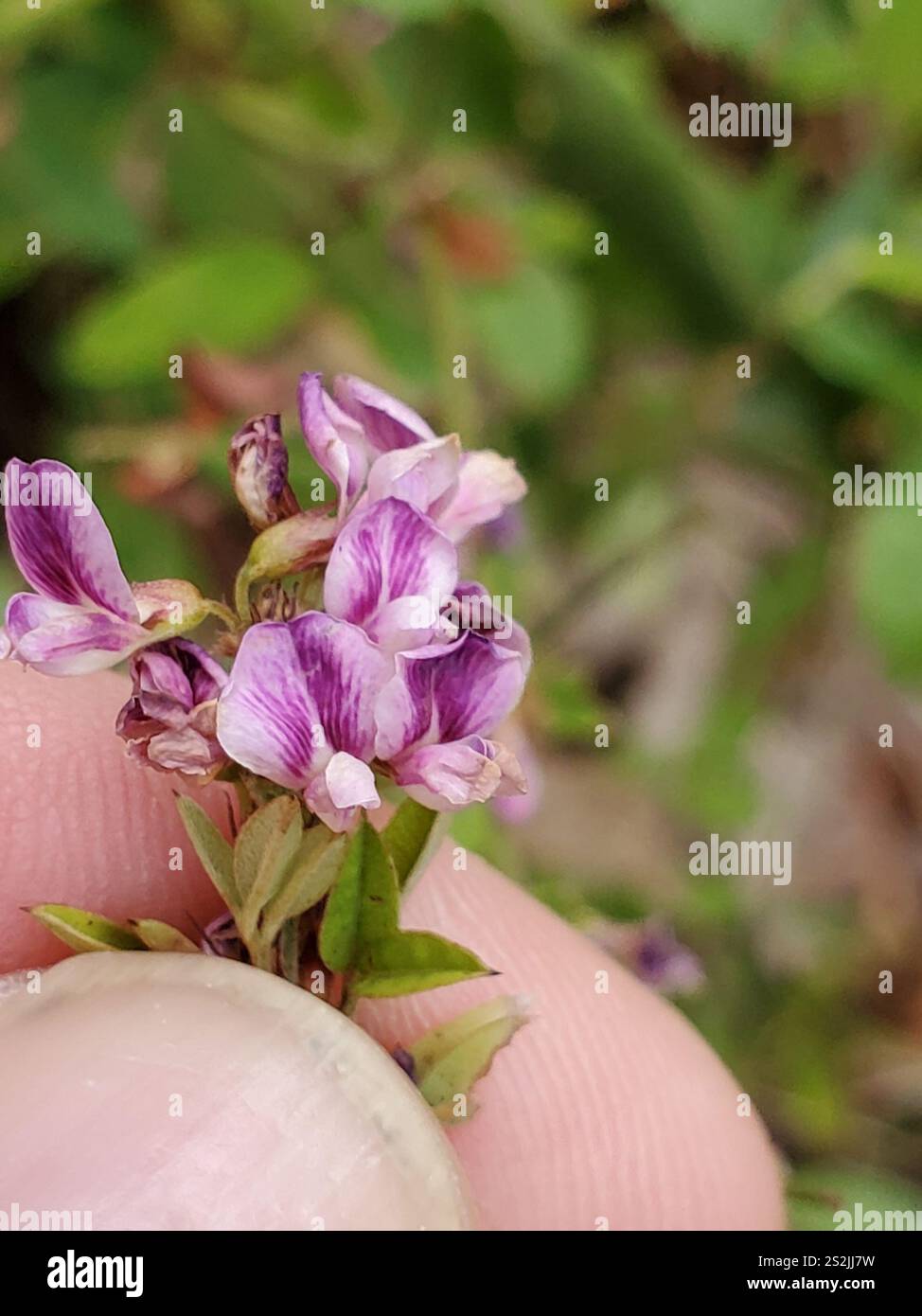 violet bush clover (Lespedeza violacea Stock Photo - Alamy
