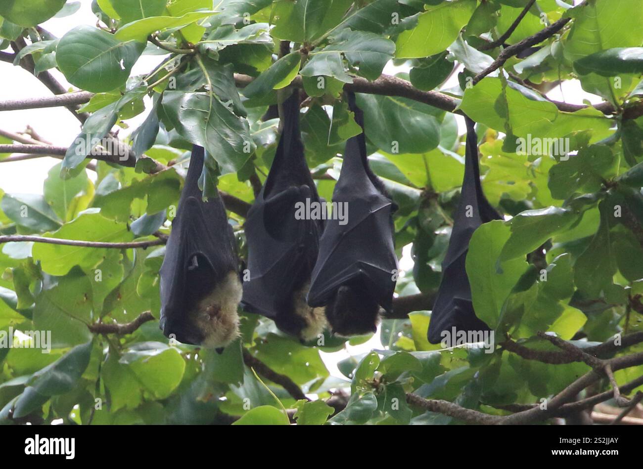 Pacific Flying-fox (Pteropus tonganus Stock Photo - Alamy