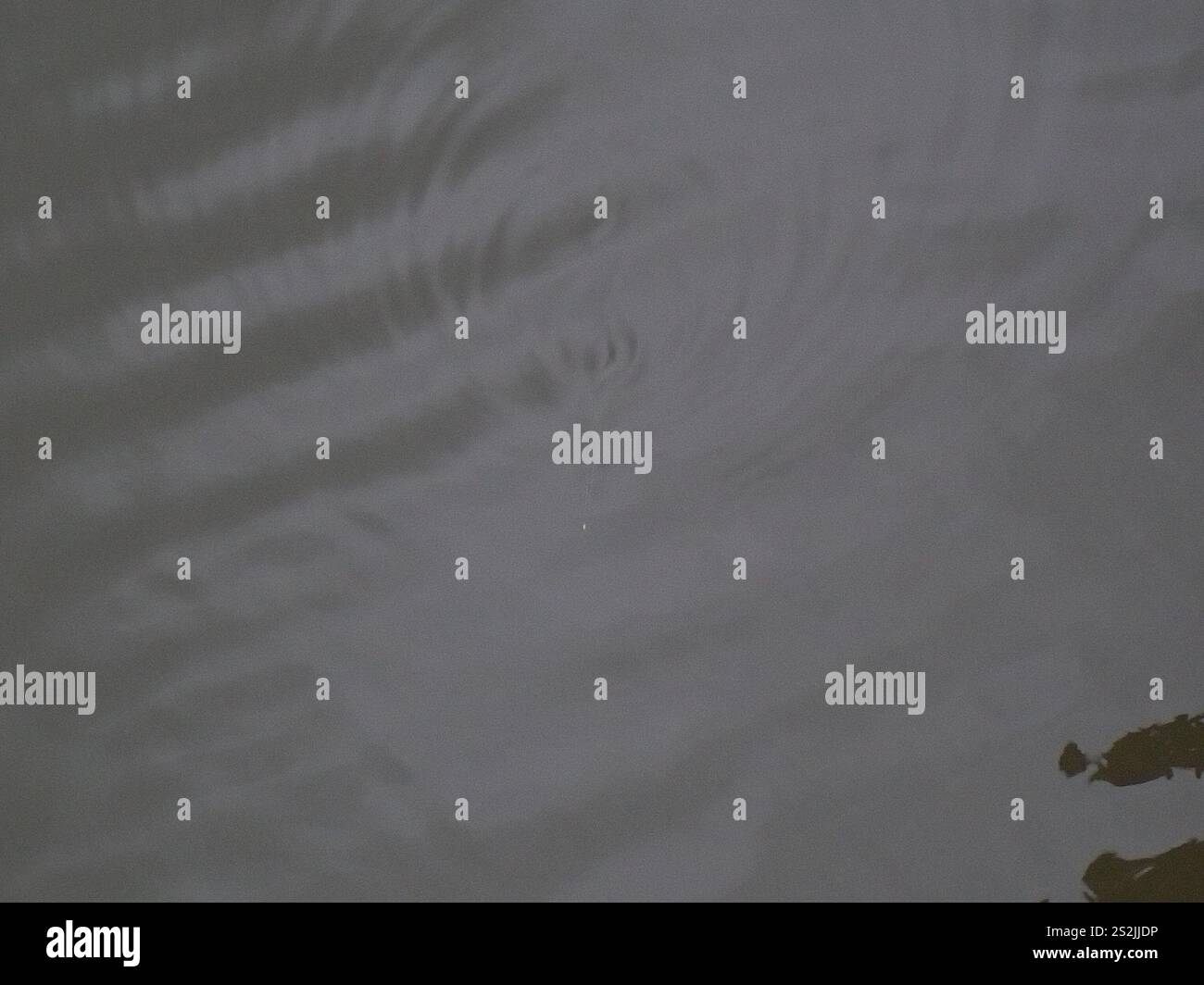 Northern River Garfish (Zenarchopterus buffonis Stock Photo - Alamy